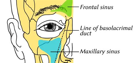 Maxillary Sinuses Healthy Food Near Me