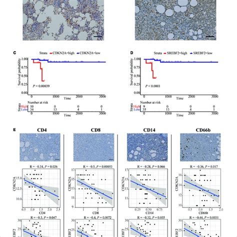 In Vitro Validation In Bone Marrow Of Cll Patients By Ihc A B Download Scientific Diagram
