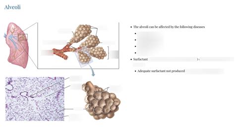 Alveoli Diagram Quizlet