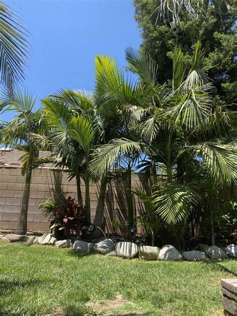 King Palm Tree Growing Zones At Nancy Spradlin Blog