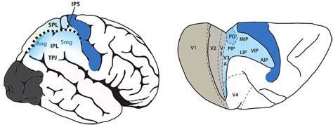 2 Human And Macaque Cortex Posterior Parietal Cortex Of Human Left