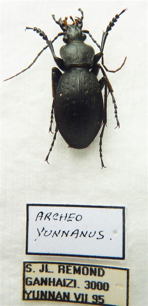 Carabus Archeocarabus Yunnanus Male A1 From China Carabus Cychrus
