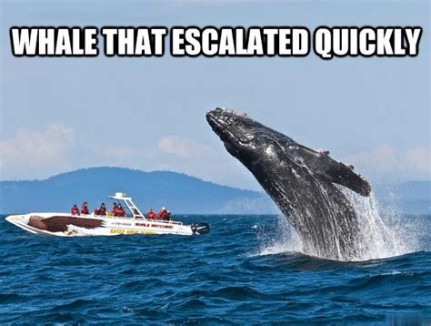 Whale Hello There The Top Whale Memes That Will Make You Laugh