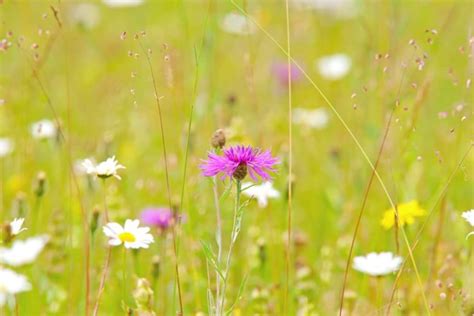 Create Your Own Small Meadow Garden In Just 5 Steps Annual Or