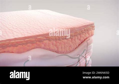 Epidermal Tissue Stock Videos And Footage Hd And 4k Video Clips Alamy