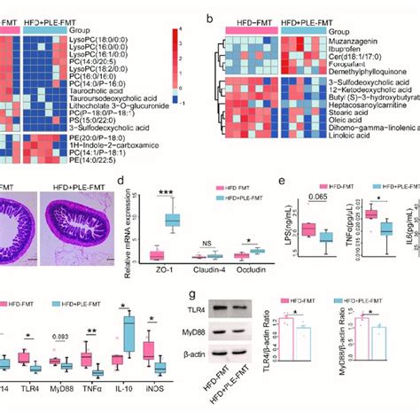 Fmt From Ple Treated Donor Mice Alters Metabolites Alleviates