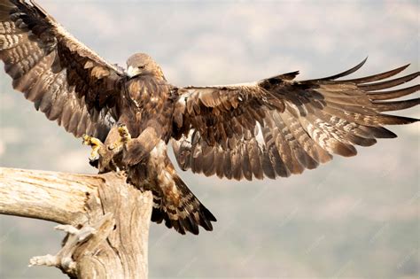 Golden Eagle Wings Spread