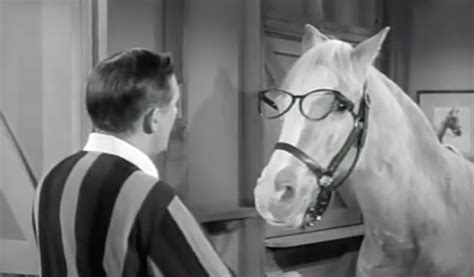 No Glasses For Mister Ed