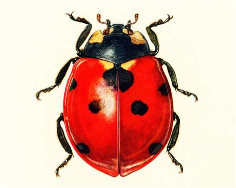 1960 Vintage Ladybug Print Illustration Ladybird Insect Entomology