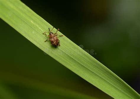 A Weevil Beetle On A Narrow And Long Leaf Of Grass In Summer Stock Image Image Of Macro