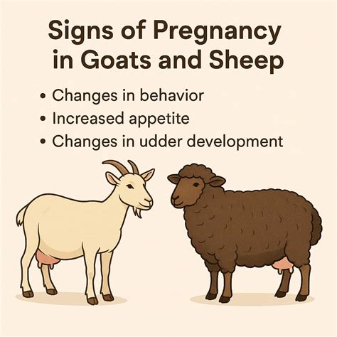 Early Pregnancy In Goats And Sheep Signs And Detection Tips