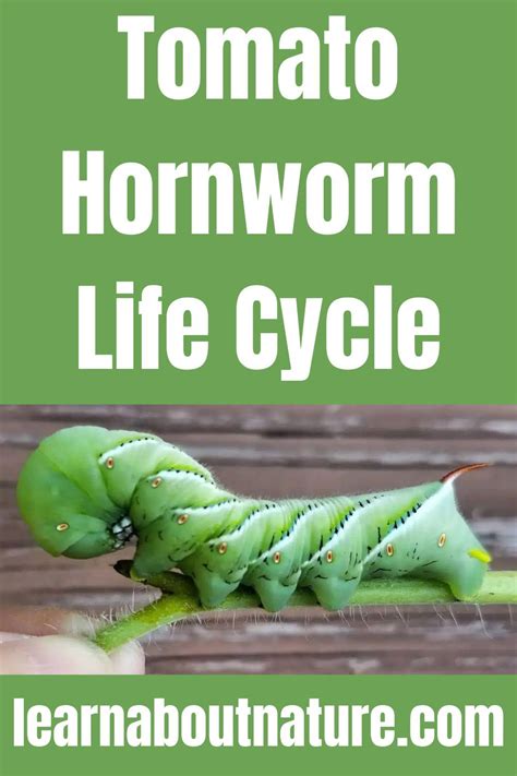 Tomato Hornworm Life Cycle And Tips To Prevent In 2025 Hornworm Tomato