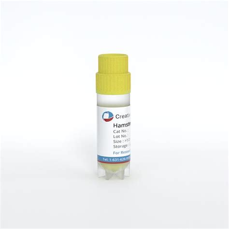 Hamster Alveolar Epithelial Cells Creative Bioarray