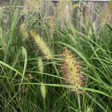 Take A Glance At Perennial Grasses The Growing Place