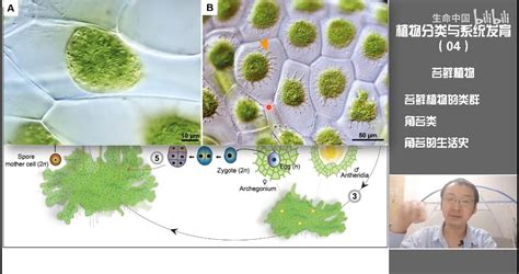 【植物分类与系统发育】04 苔藓植物（三）：角苔类 哔哩哔哩