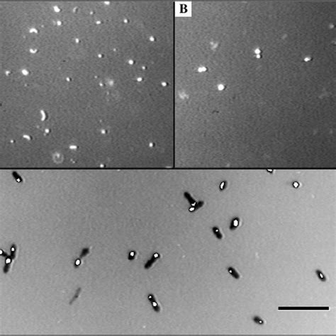Dapi Stained Marine Bacteria Total Numbers Compared With Nucc Bacteria Download Scientific