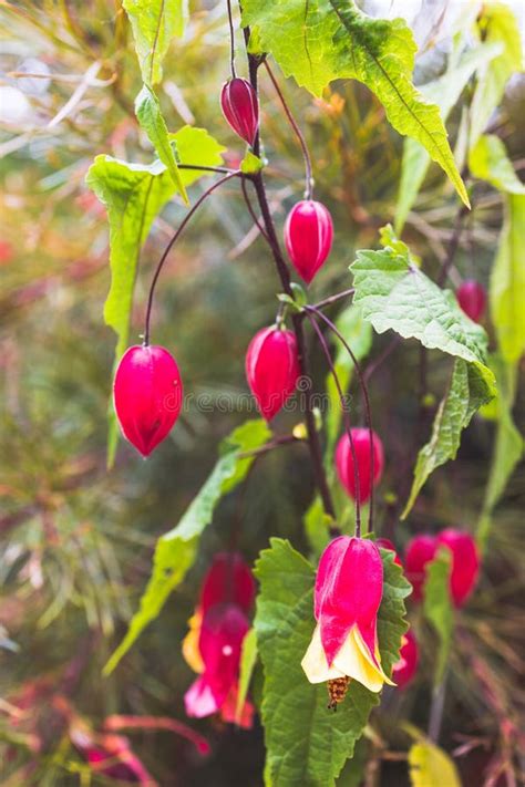 Abutilon Megaponticum Also Called Chinese Lantern Or Flowering Maple