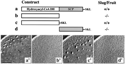 Deletion Analysis Of Each Domain Of Mfe1 The Construct To Express The