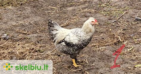 Gaidžiai Gaideliai Skelbiult