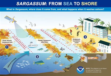Infographic What Is Sargassum Nccos National Centers For Coastal