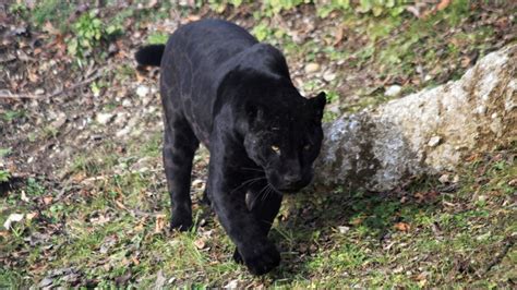 Black Jaguar Hunting