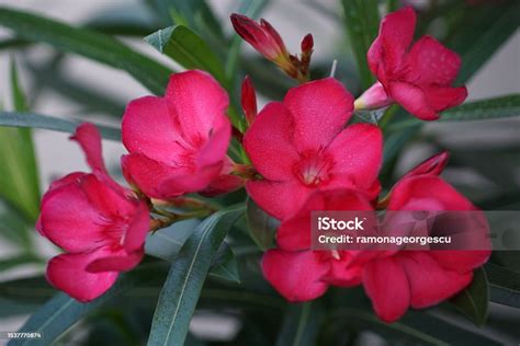 Fondo Con Nerium Rosa O Adelfa Nerium Oleander Foto De Stock Y Más