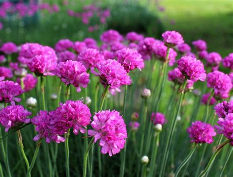 Armeria Maritima Guide How To Grow And Care For “sea Thrift”