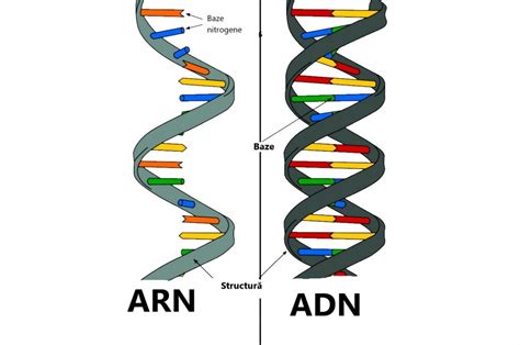 Care Este Diferența Dintre Adn și Arn Bine Explicat