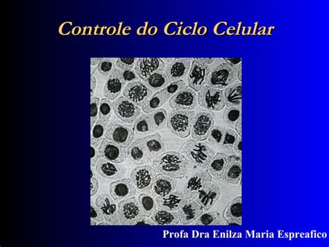 Ciclo Celular Biologia Celular Ppt
