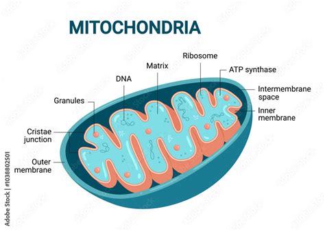 Vector Diagram Of Mitochondria Cross Section View Medical