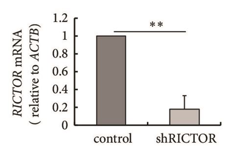 Rictor Silencing Decreases Mtorc2 Activation But Not Mtorc1 In Pbmecs