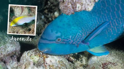 6 Fascinating Parrotfish Species To Encounter Underwater Girls That Scuba