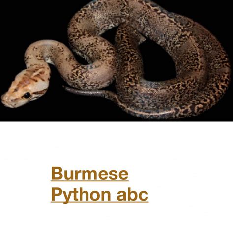 Burmese Python Book 396137