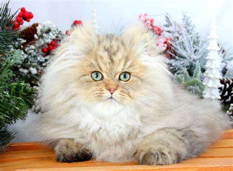 What Are Teacup Cats At Sheila Sparks Blog