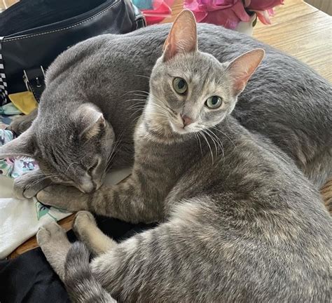 This Is Gowron And His Daughter Seven These Two Are Completely