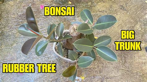 Rubber Tree Bonsai Care At Lilian Knopwood Blog