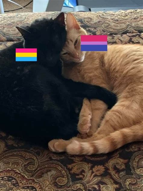 Pan X Bi Cats Lgbtq Funny Lgbt Pride Art Gay Aesthetic