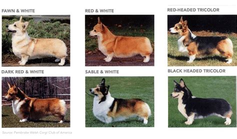 Corgi Breeds