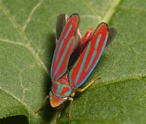 Red Band Leaf Hopper 2 Shutterbug