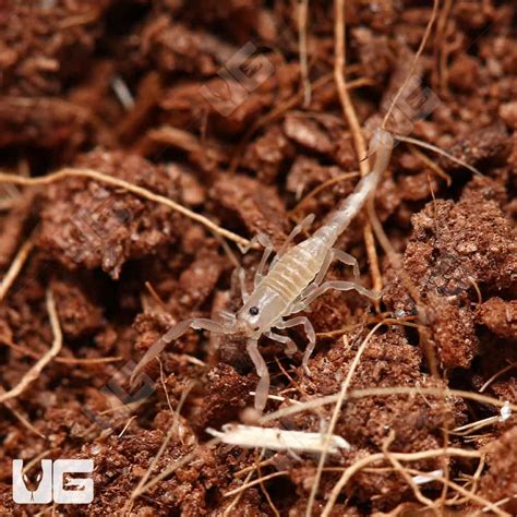 Devil Scorpion For Sale Only At Underground Reptiles