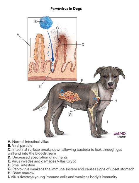 Parvo In Dogs And Puppies Causes Symptoms And Treatment For Canine