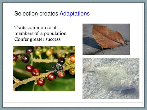 Ppt Selection Causes Microevolution Powerpoint Presentation Free