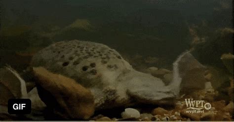 Trypophobia Frog 