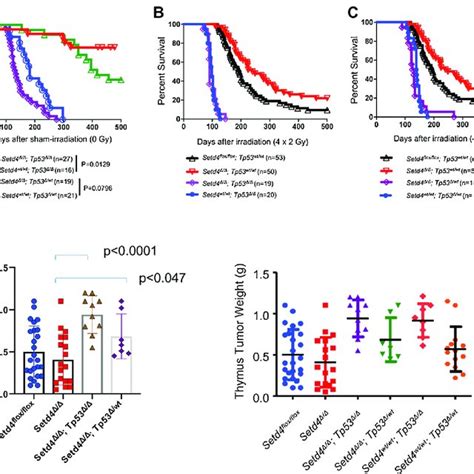 Infiltration Of Thymic Lymphoma In Peripheral Organs Download