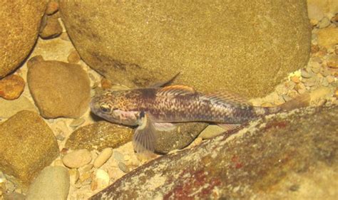 Crans Bully Gobiomorphus Basalis · Inaturalist United Kingdom