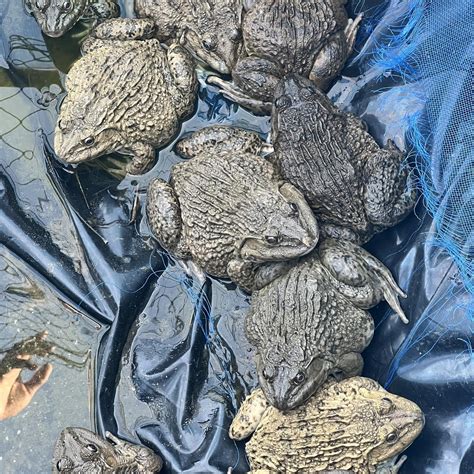 ลูกกบตัวละ 2 และ 3 บาท บ้านนาฟาร์ม กบ ครบวงจร ขอนแก่น Facebook