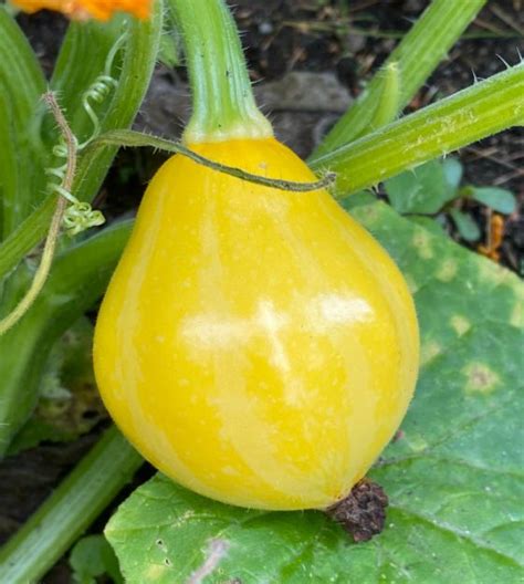 Lemon Summer Squash John Scheepers Kitchen Garden Seeds