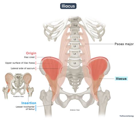 Iliacus Origin Insertion Innervation Action Diagram