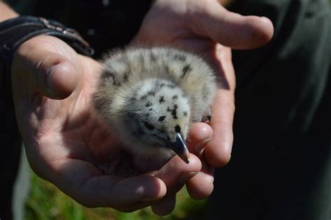 10+ kostenlose Baby-Möwe & Möwe Fotos - Pixabay