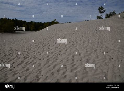 Large Cedar Stump With Grey Texture And Design In Sandy Soil Stock